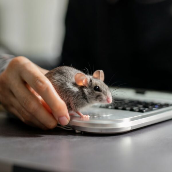 What frequency do mice hate? – Thanos Home