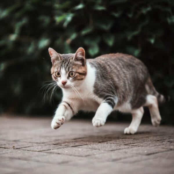 How to scare a cat away with sounds? – Thanos Home
