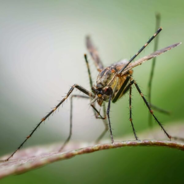 What frequency do mosquitoes hate? – Thanos Home