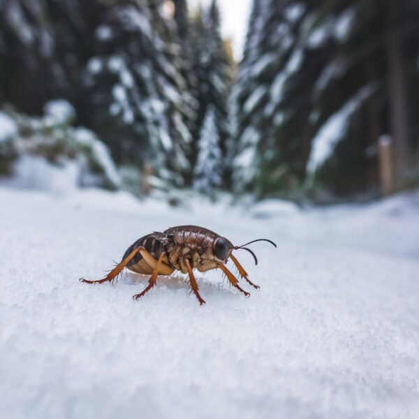How to Get Rid of Snow Fleas? – Thanos Home